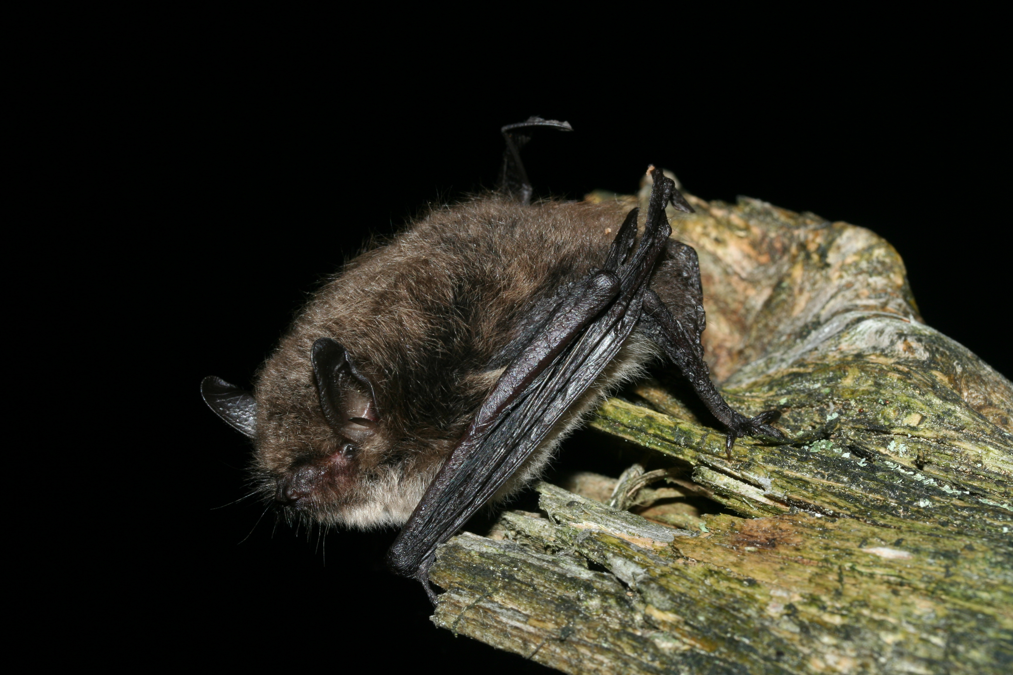 Murin d’Alcathoe – GEPMA