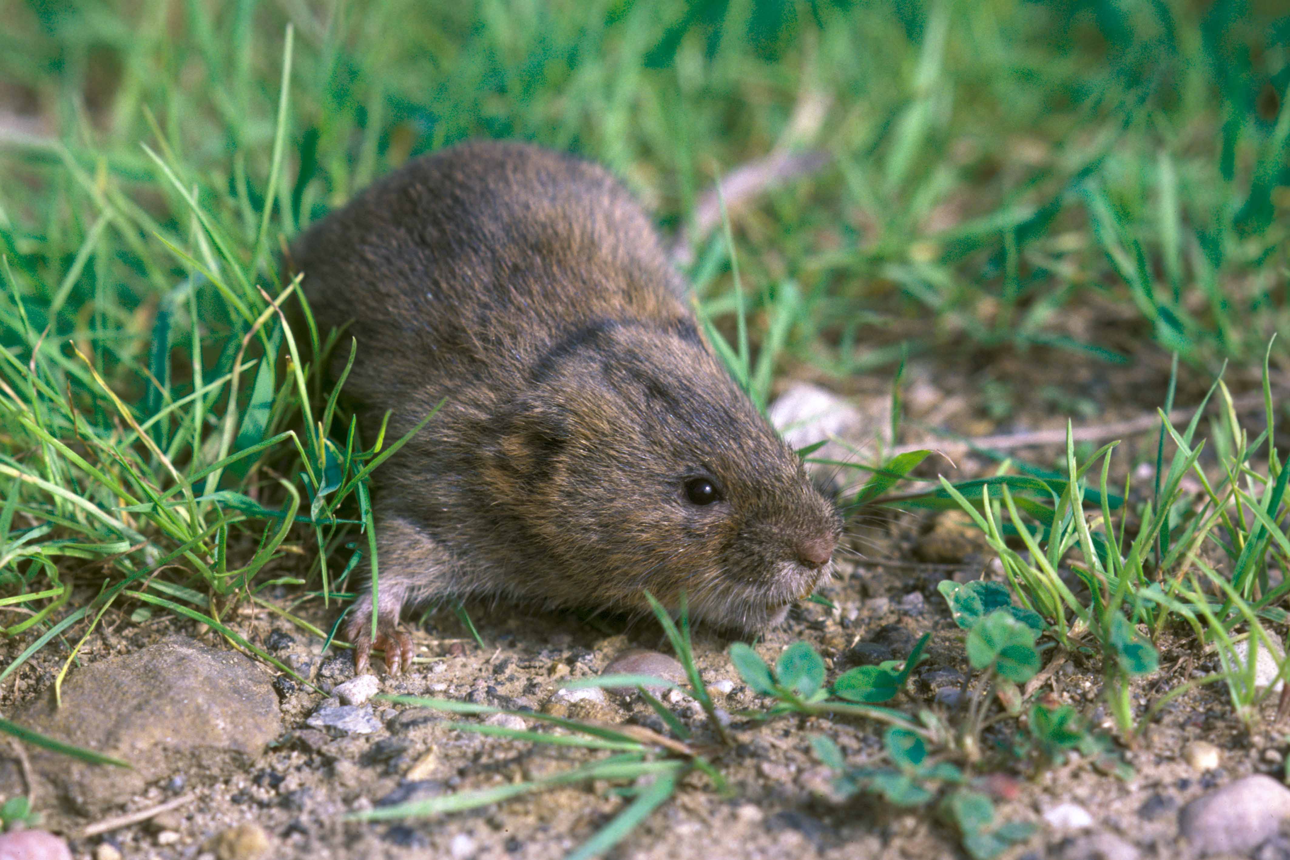 Campagnol terrestre et Campagnol fouisseur – GEPMA