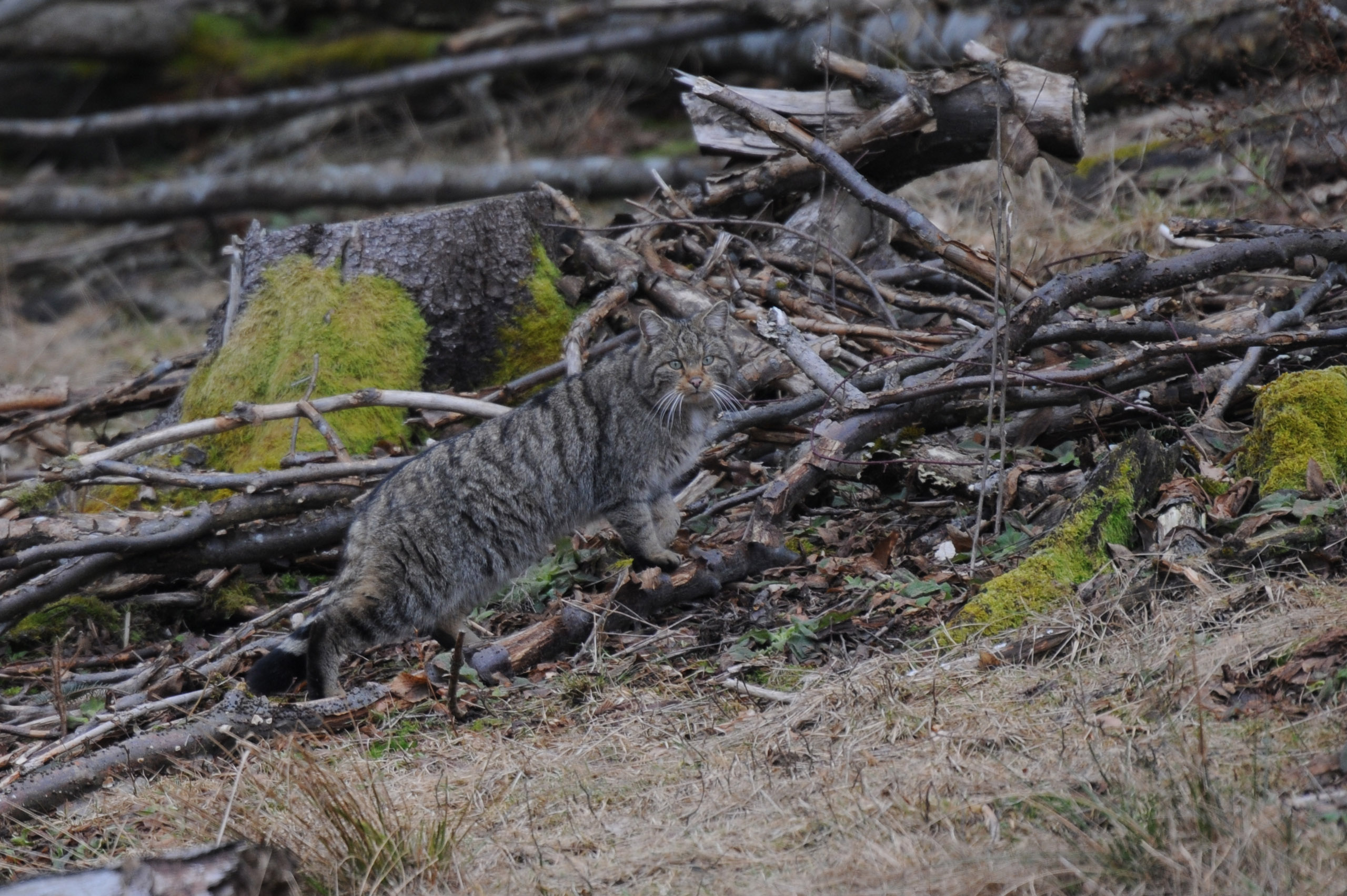 Chat forestier d’Europe – GEPMA