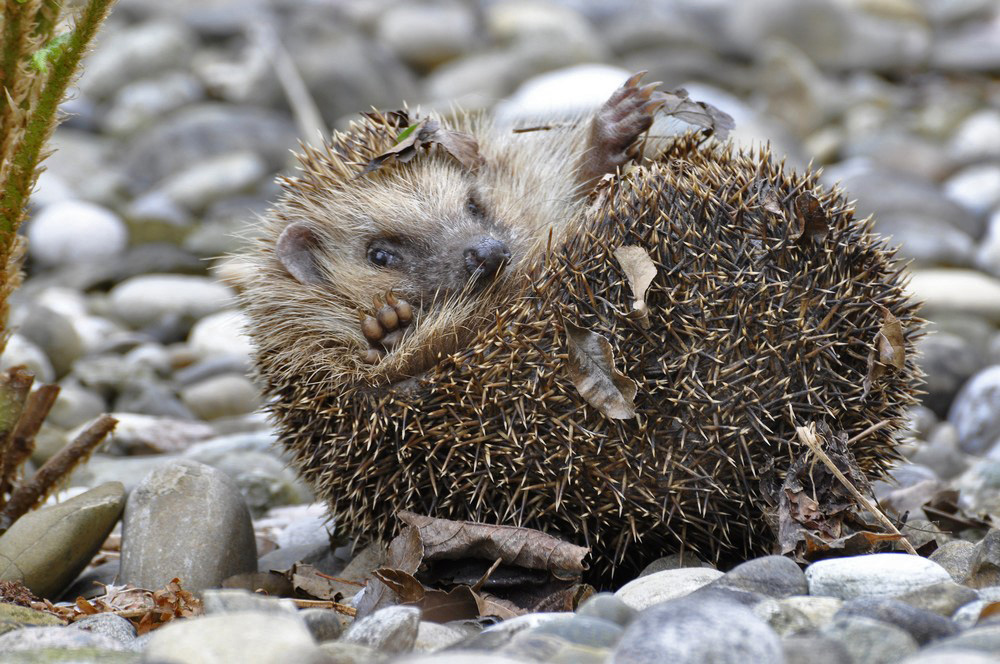 Hérisson d’Europe – GEPMA