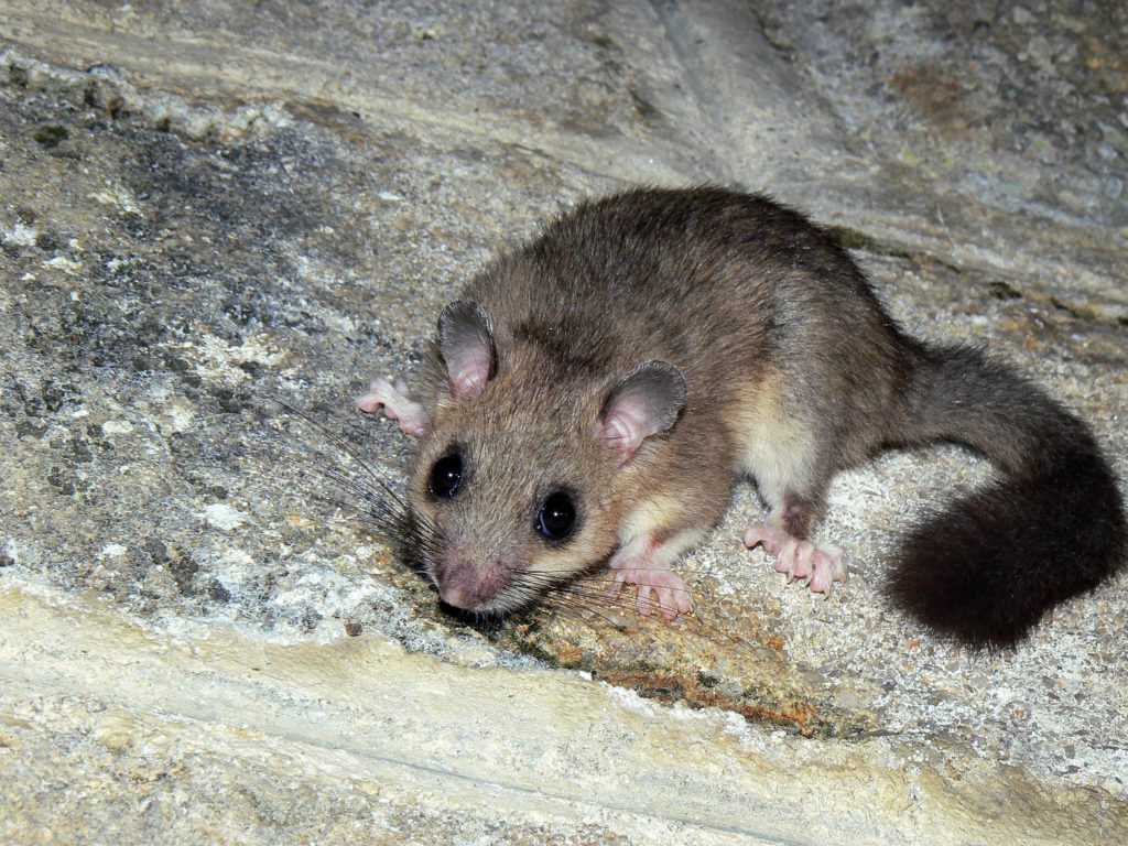 Petits Mammifères – GEPMA