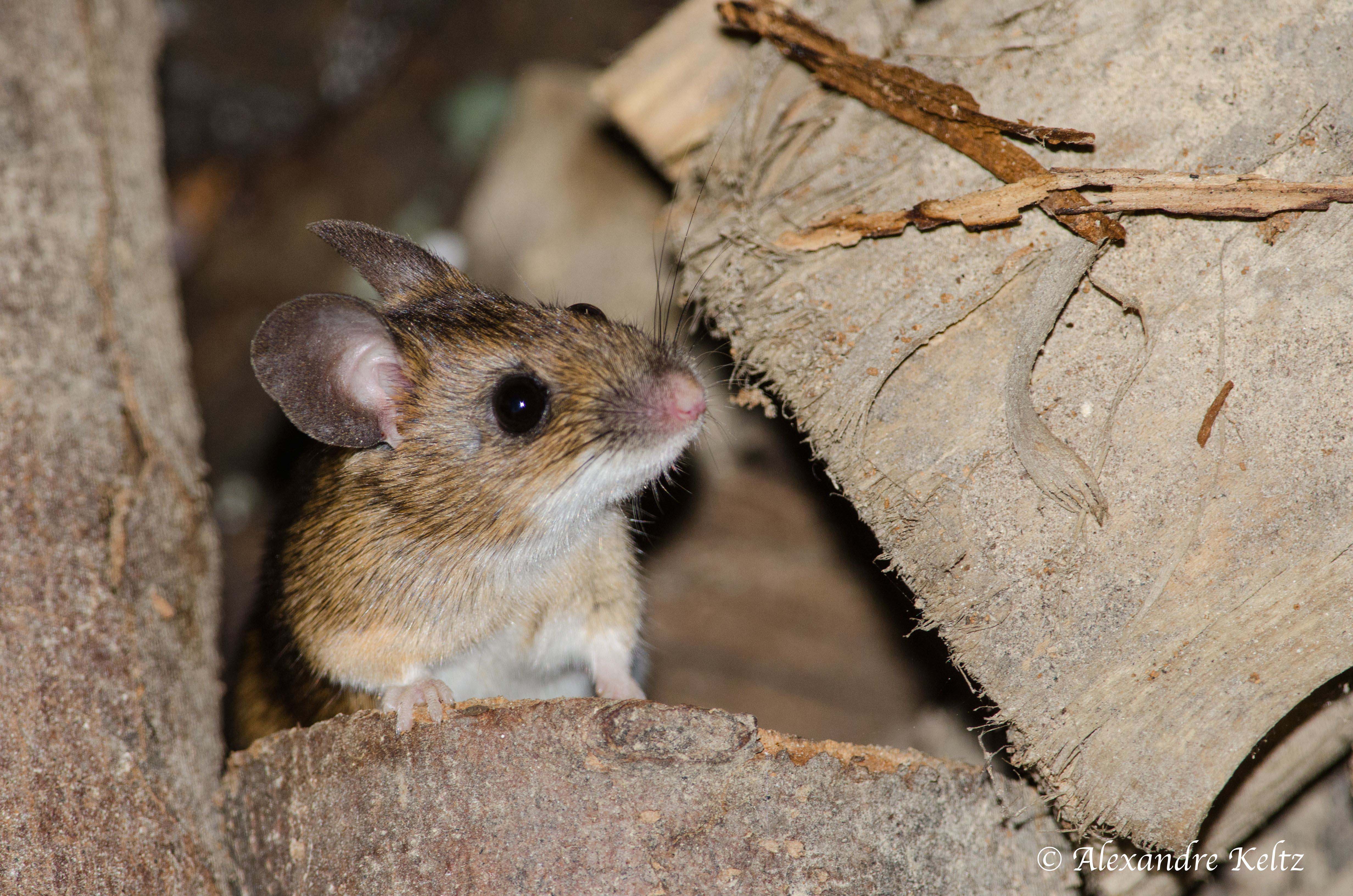 Mulot à collier – GEPMA