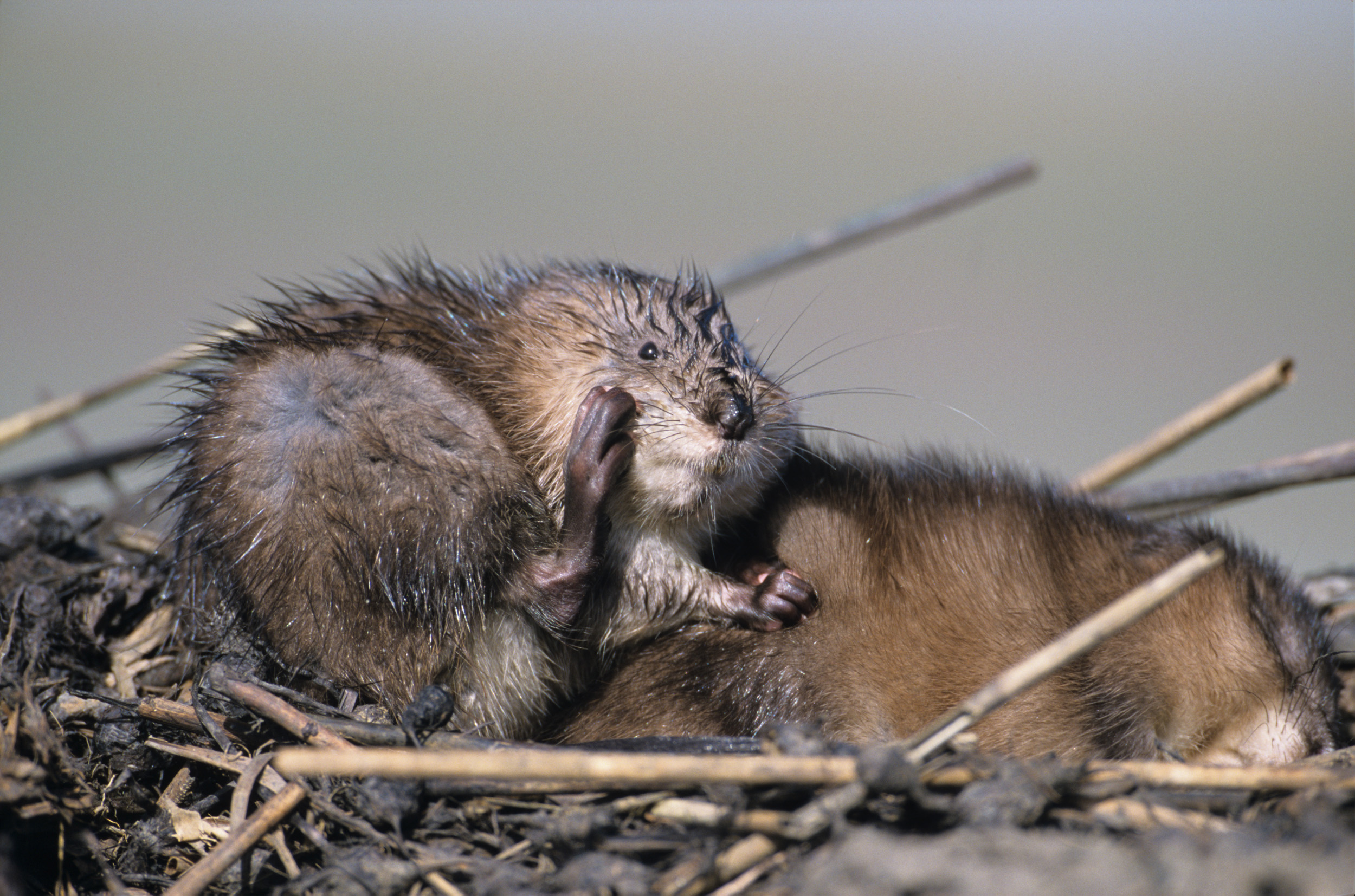 Rat musqué – GEPMA