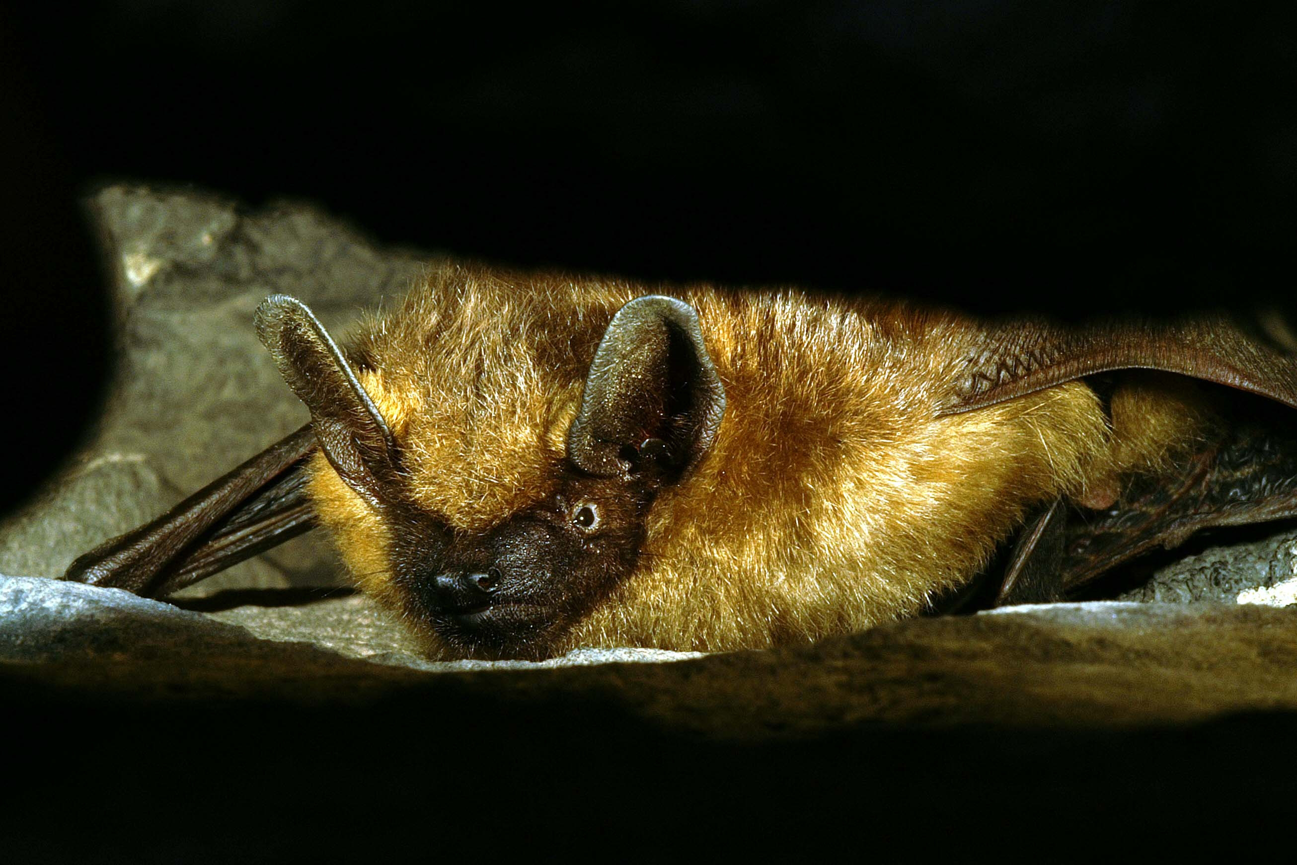 Sérotine commune – GEPMA