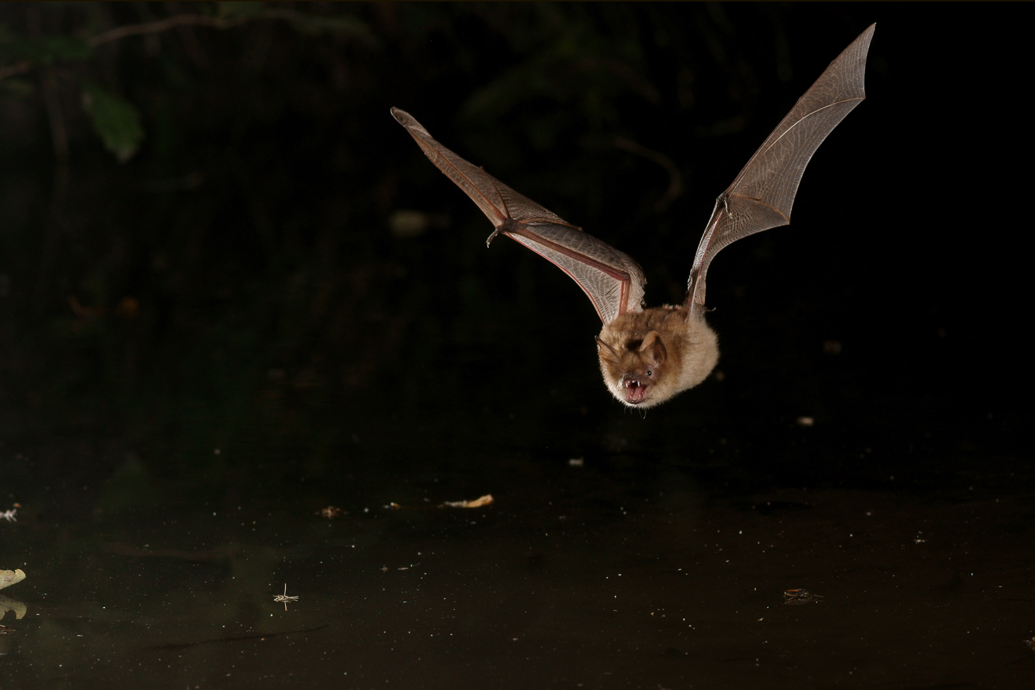 Murin à oreilles échancrées – GEPMA