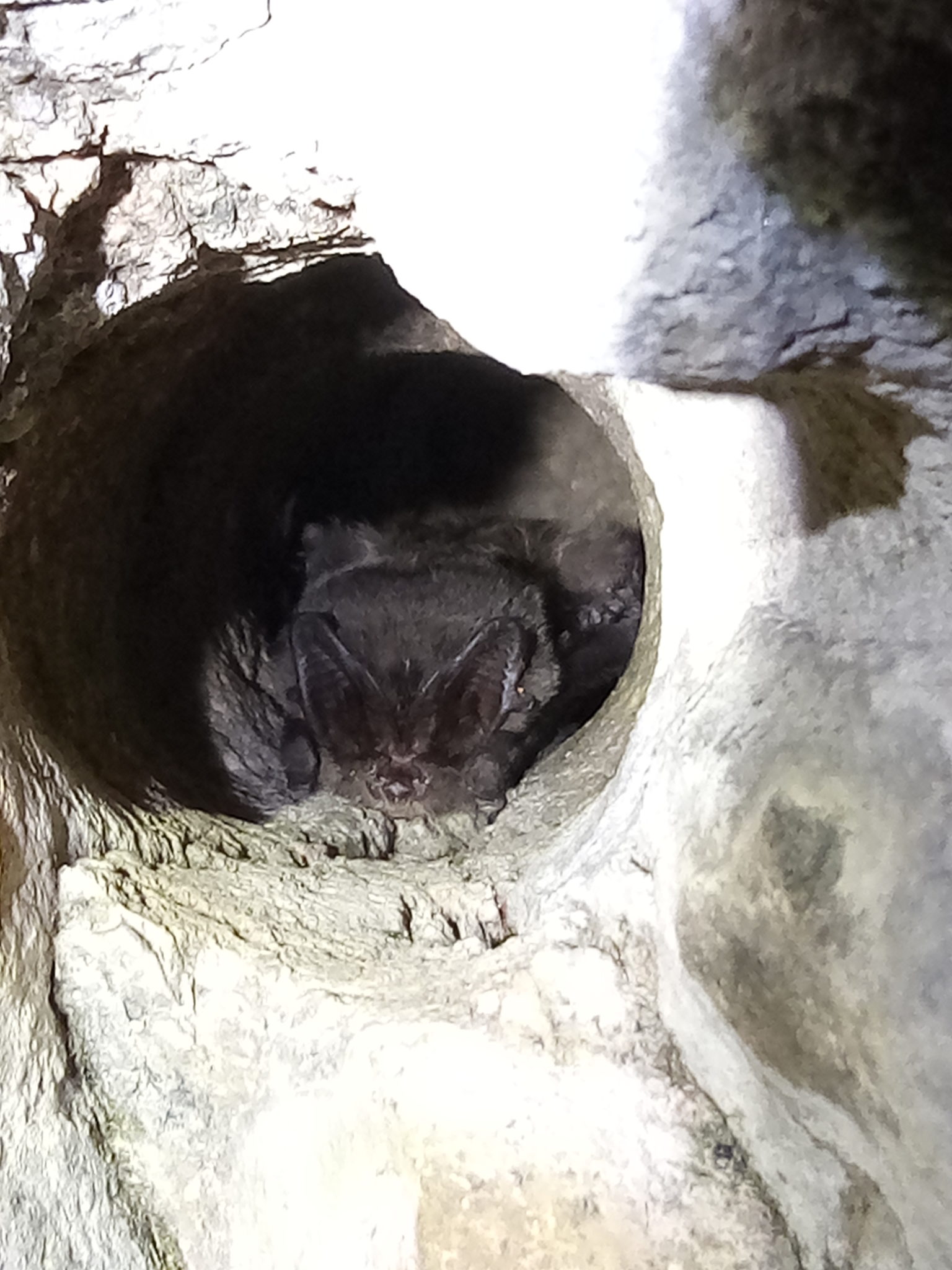 La reconnaissance des chauves-souris en hibernation – GEPMA